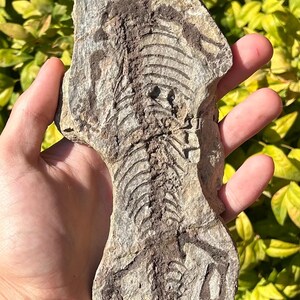 RARE Barasaurus Skeleton Madagascar Fossil Late Permian Reptile ...
