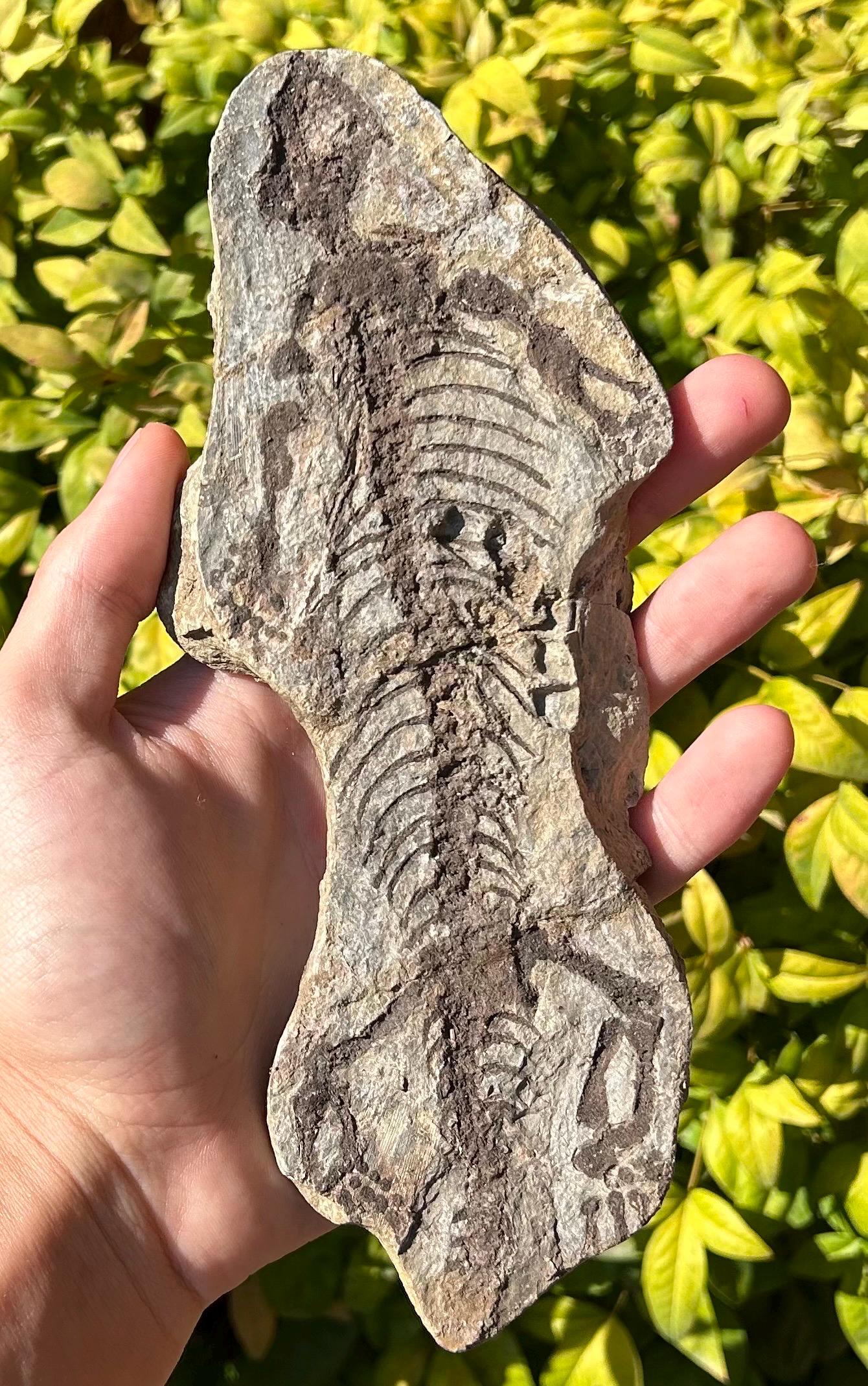 RARE Barasaurus Skeleton Madagascar Fossil Late Permian Reptile ...