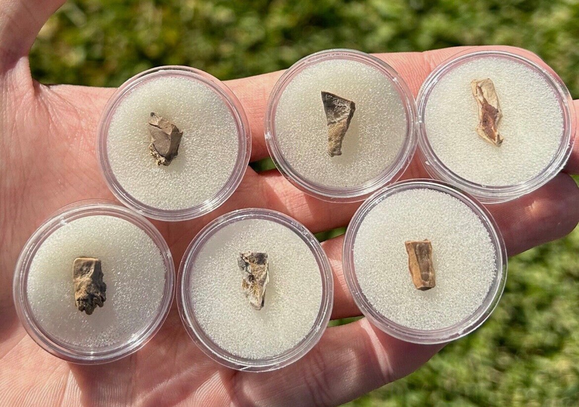 One TRICERATOPS Tooth Dinosaur Teeth Fossils in Case ONE per Purchase ...