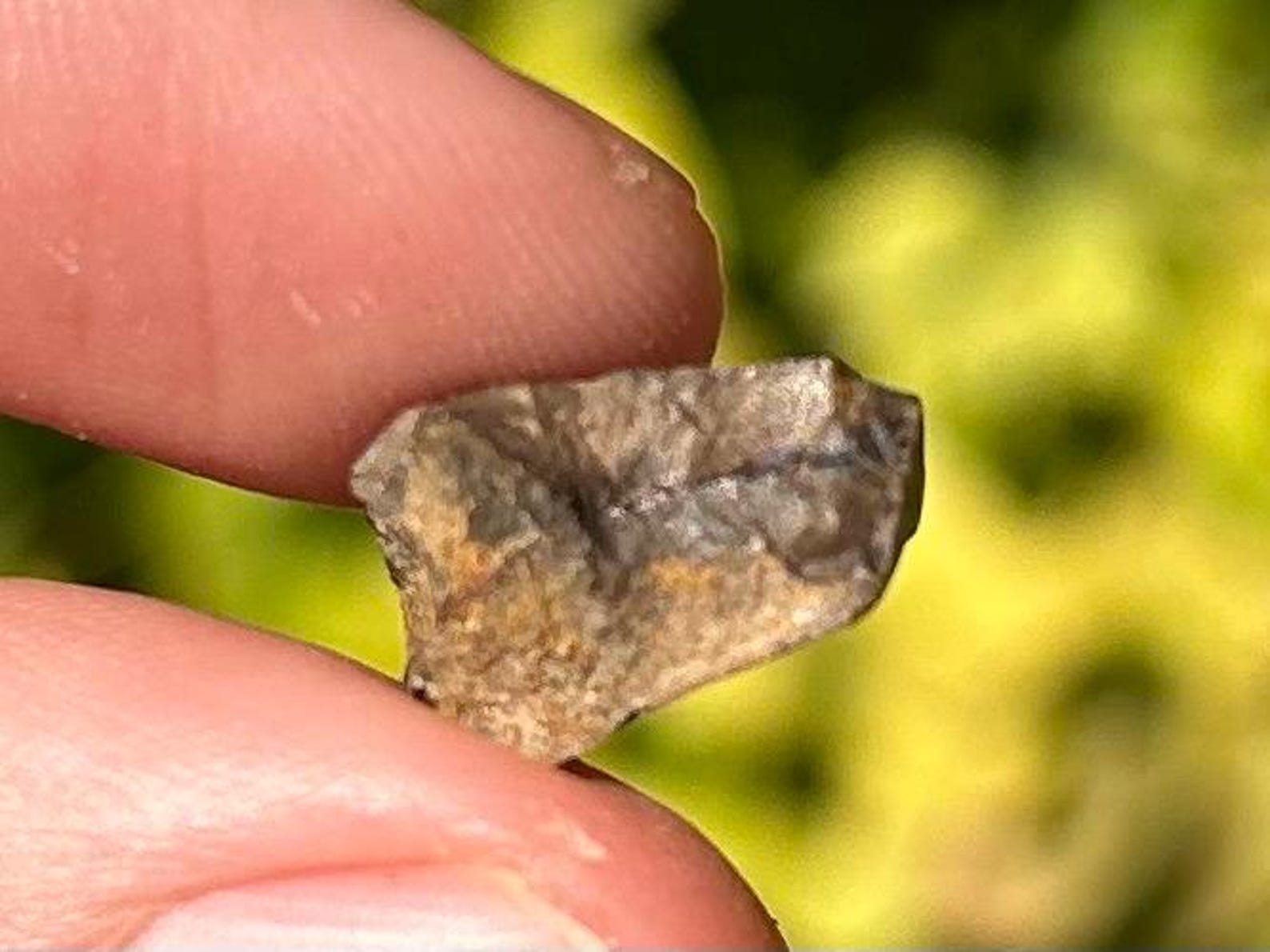 RARE Iguanodon Dinosaur Tooth Fossil Hastings UK Cretaceous Age Dino ...