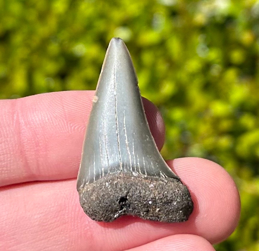 NICE Belgium Fossil Mako Sharks Tooth 1.35” Pliocene Age Antwerp Shark ...