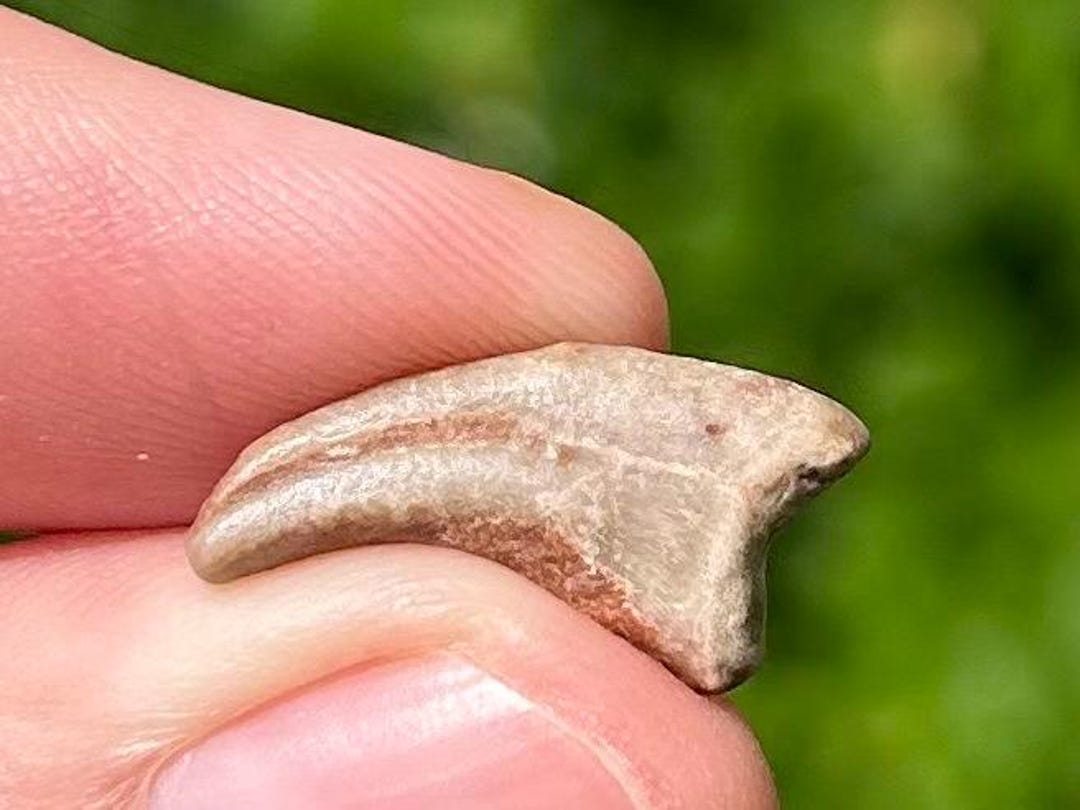 NICE Theropod Dinosaur Claw Fossil From Niger Dino Bones Kryptops ...
