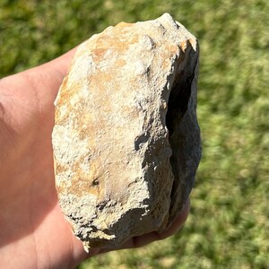 Texas Fossil Ammonite Mariella Sp. Cretaceous Dinosaur Age Heteromorph ...