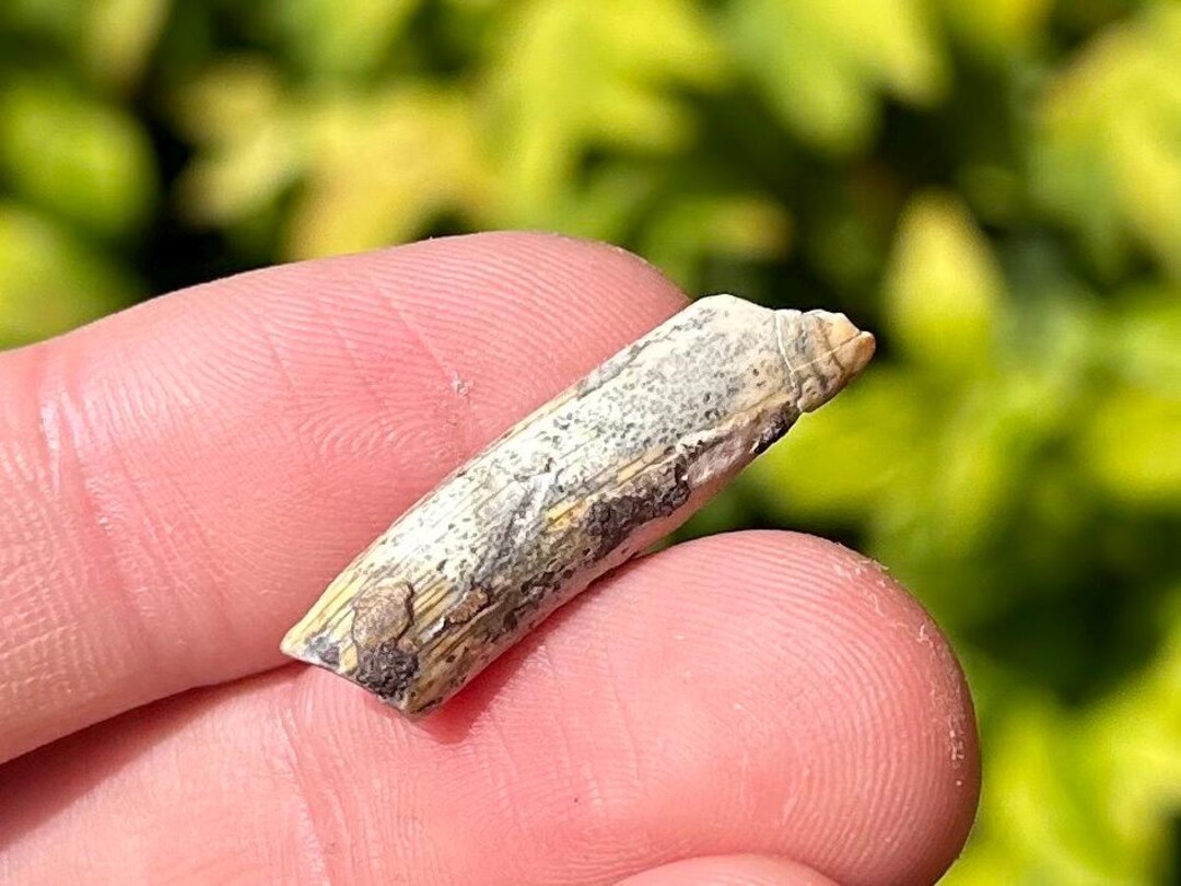 Pterosaur Flying Dinosaur Tooth From Niger Fossil Cretaceous Age Erlhaz ...