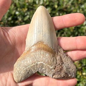 RARE Moroccan Megalodon Sharks Tooth Fossil 4.09” Dakhla Morocco Shark ...