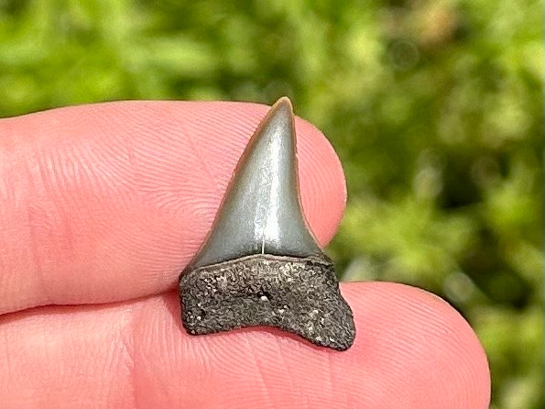 NICE Belgium Fossil Mako Sharks Tooth Pliocene Age Antwerp Shark Teeth ...