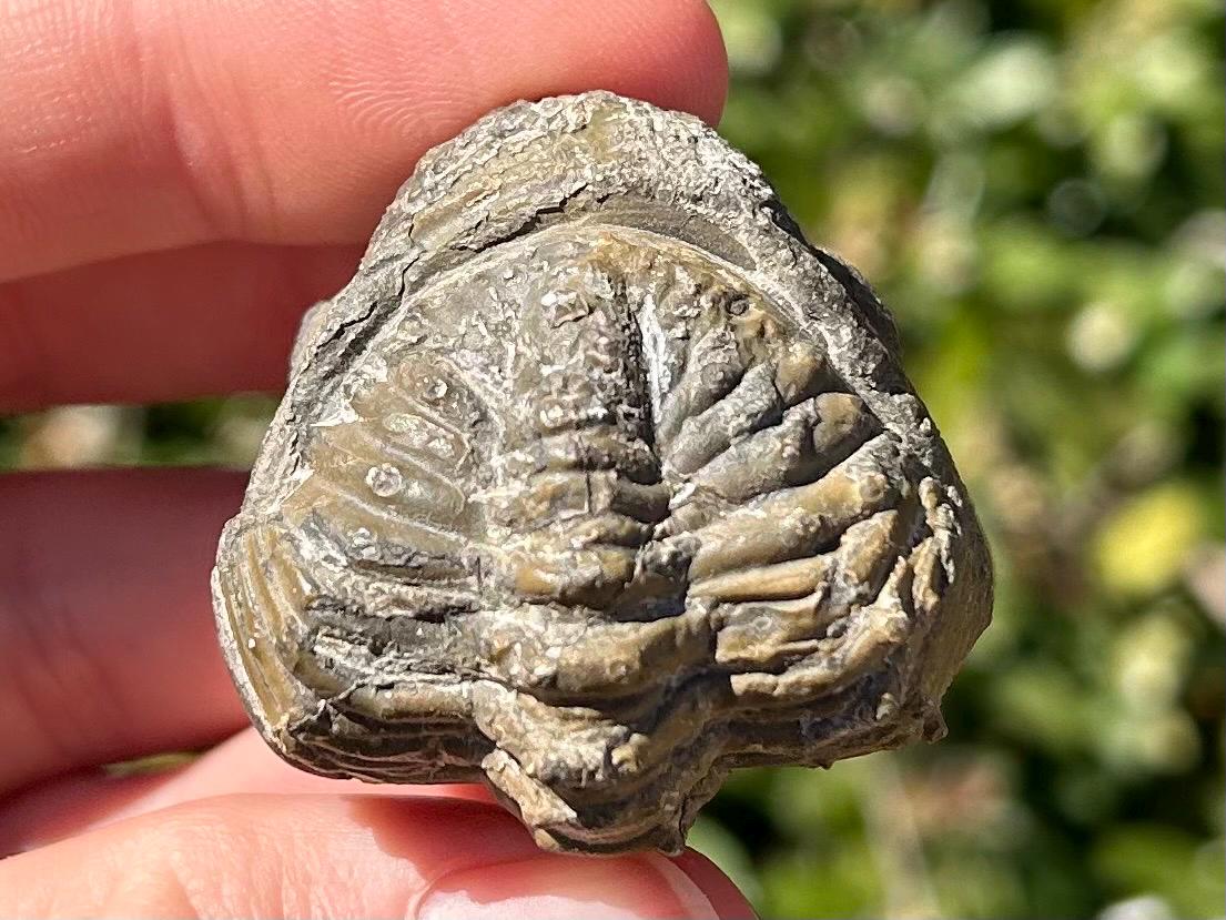 Drotops Megalomanicus Fossil Trilobite Morocco Devonian Age Enrolled ...