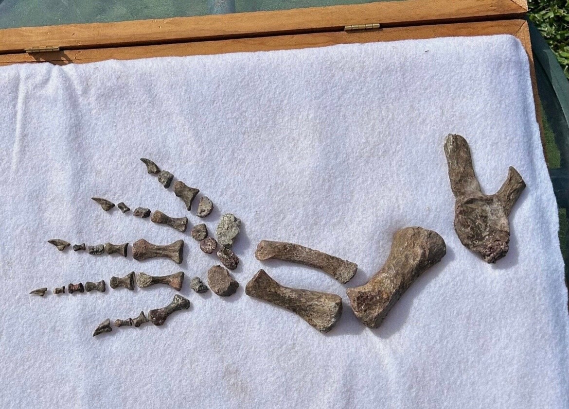 RARE Dimetrodon Leg and Foot MUSEUM QUALITY Fossil Dinosaur Permian ...