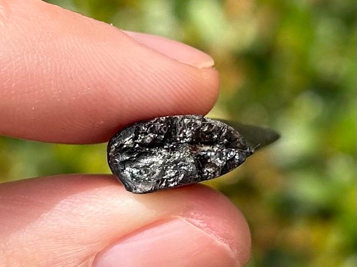 RARE Megalosaurid Dinosaur Tooth Theropod Portugal Lourinha Formation ...