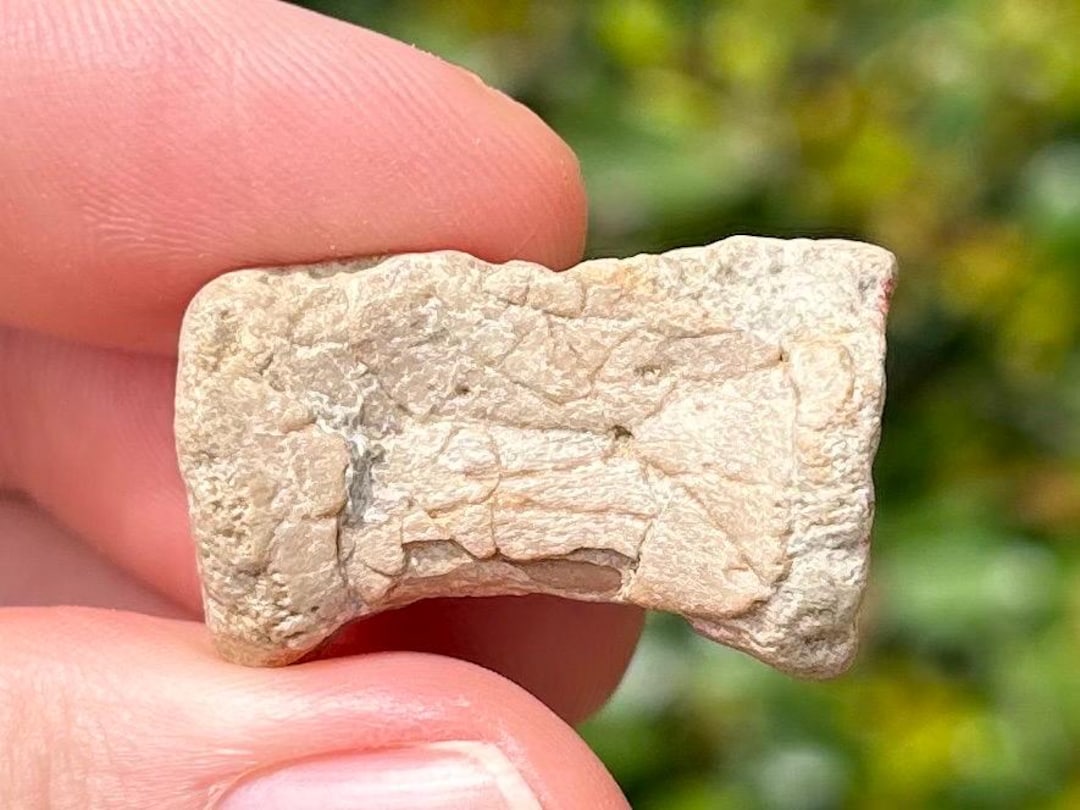 RARE Fossil Theropod Dinosaur Vertebrae Djadokhta Formation Mongolia ...