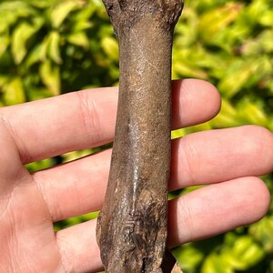RARE Texas Panthera Atrox Fossil Metacarpal Bone Pleistocene Age ...