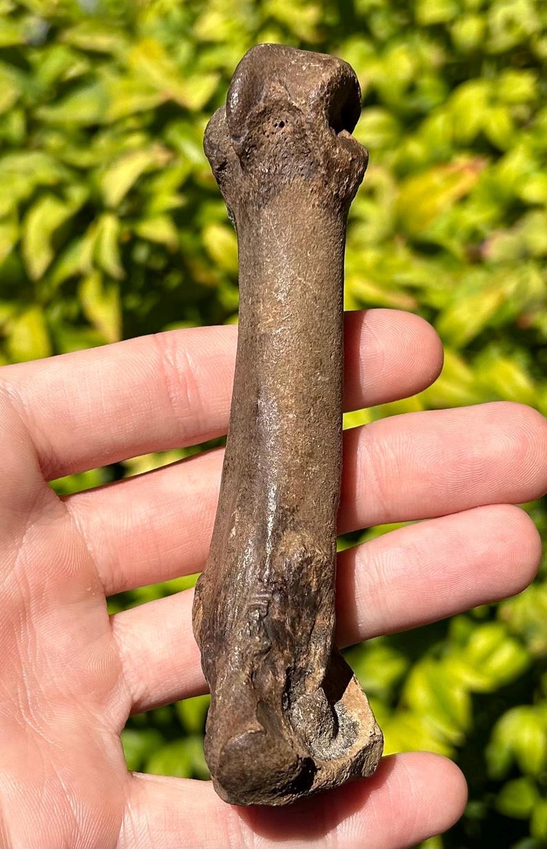 RARE Texas Panthera Atrox Fossil Metacarpal Bone Pleistocene Age ...