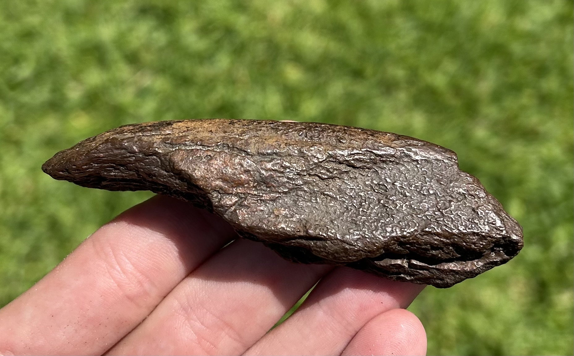 RARE Fossil Sloth Claw Megalonyx Jeffersonii Pleistocene - Etsy