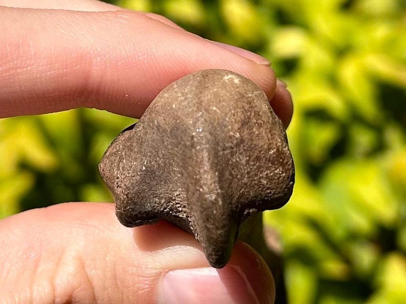 RARE Texas Panthera Atrox Fossil Metacarpal Bone Pleistocene Age ...