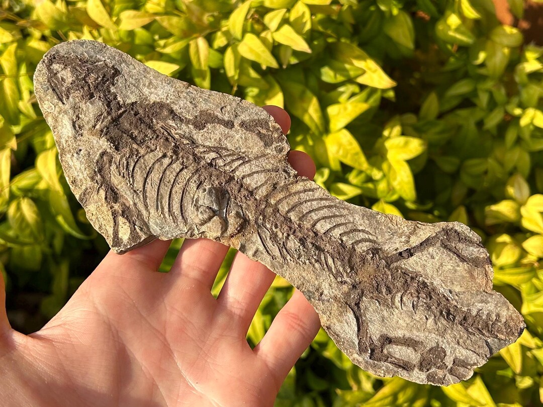 RARE Barasaurus Skeleton Madagascar Fossil Late Permian Reptile ...
