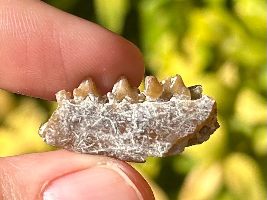 RARE White River Fossil Carnivore Jaw Cynodictis Oligocene Brule Formation - Etsy