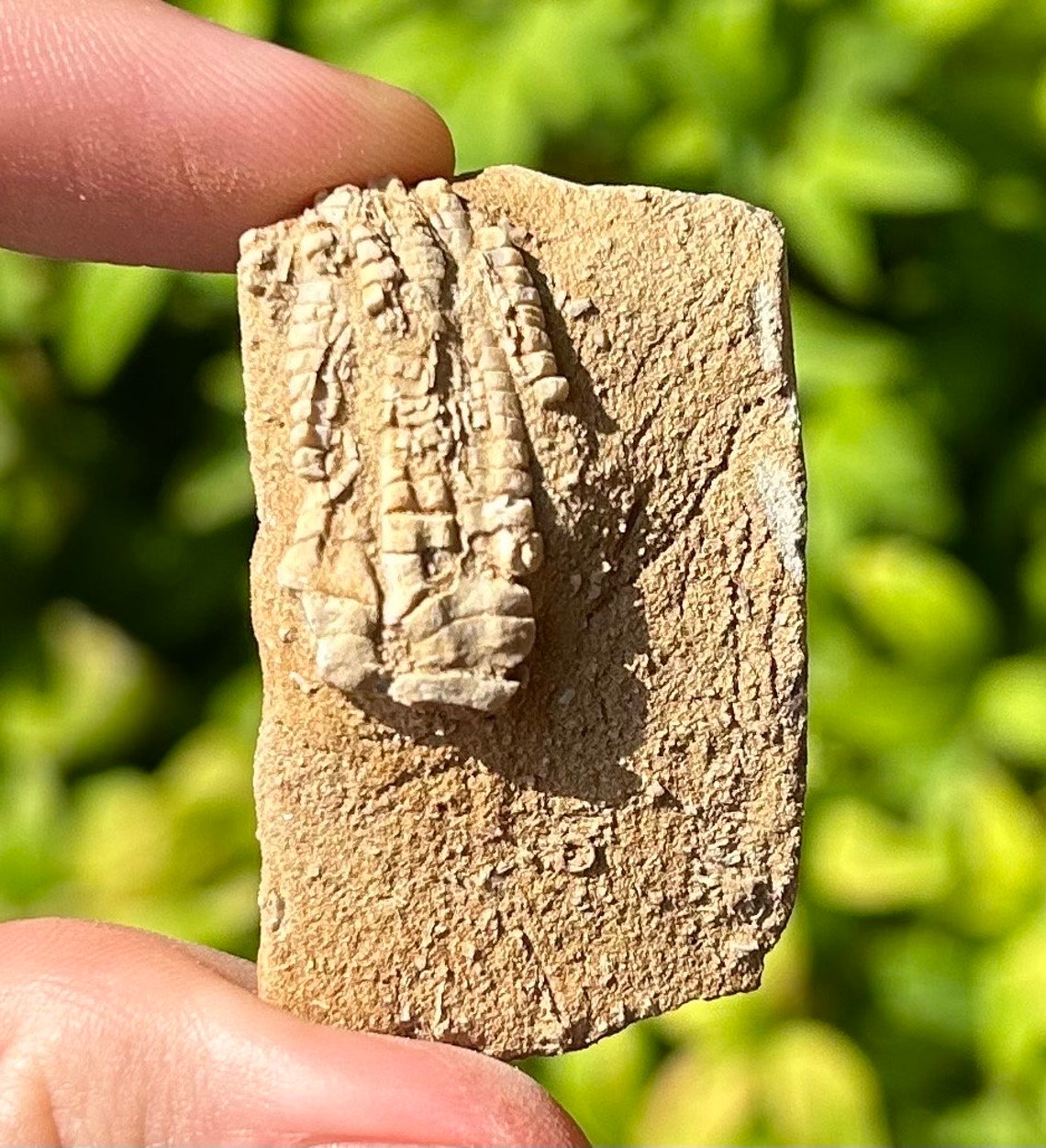 Alabama Fossil Crinoid in Matrix Cymbiocrinus Bangor Limestone ...