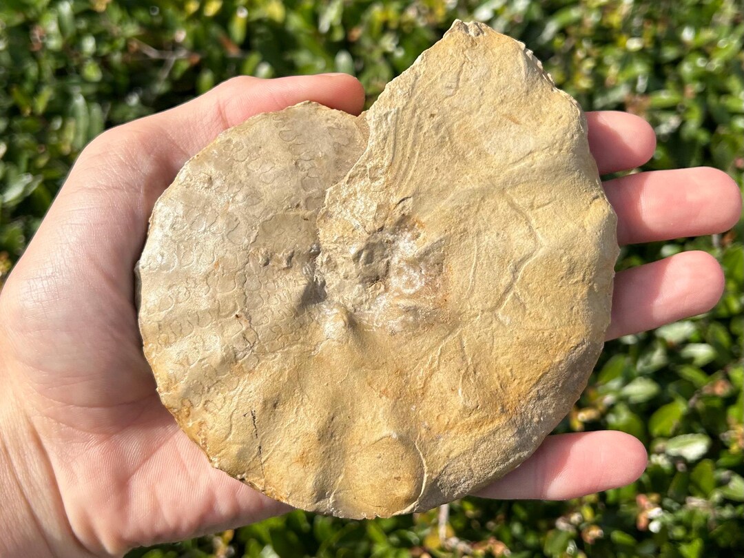 SUPERB Texas Fossil Ammonite Engonoceras Belviderense Cretaceous Rare ...