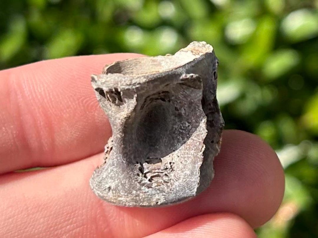 Lee Creek Fossil Snook Fish Vertebrae Centropomus Sp. Aurora North ...