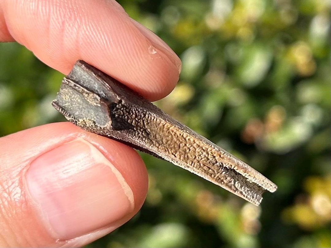 RARE Fossil Hadrosaur Tooth With Root Hell Creek Fm Dinosaur Tooth ...