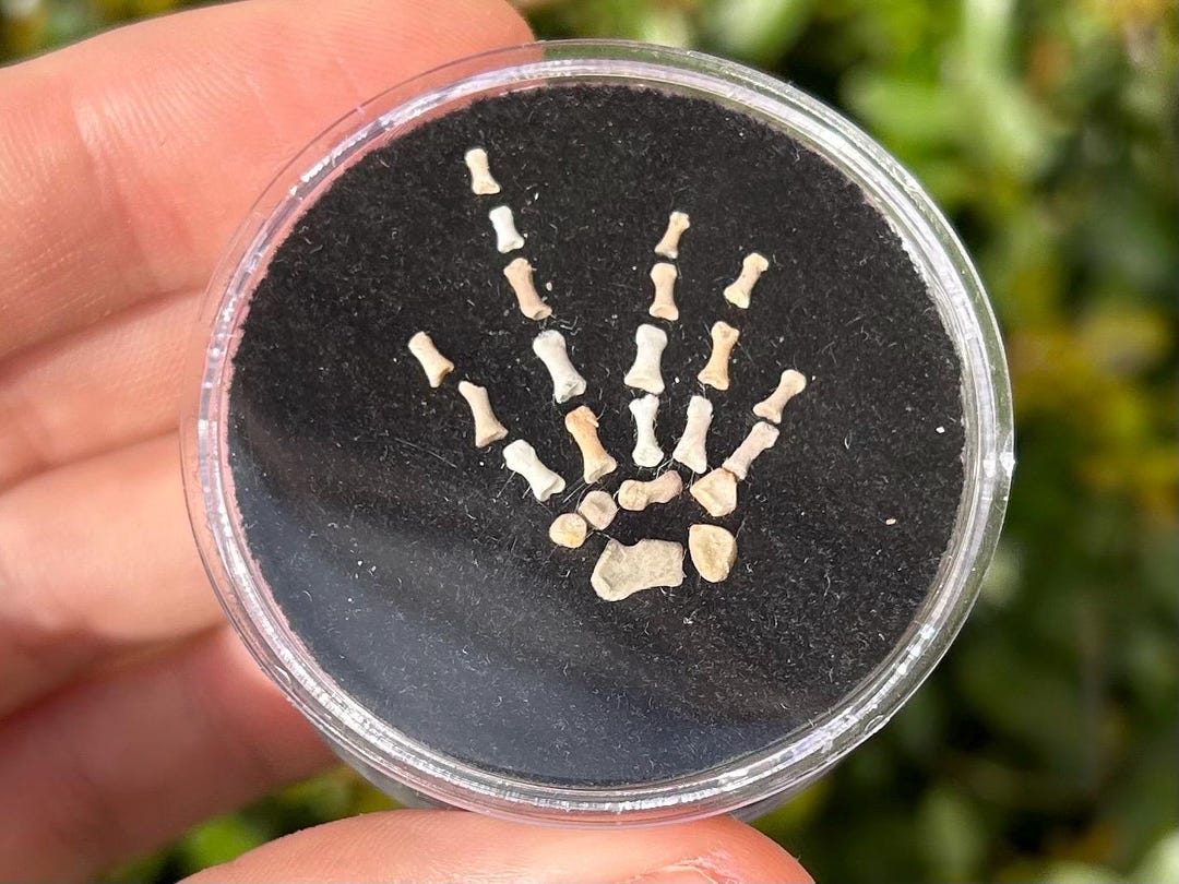 RARE Fossil Mycterosaurus Foot in Case Permian Dinosaur Bones Reptile ...