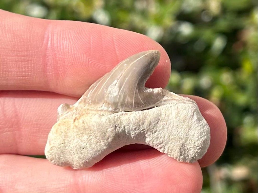 RARE Pathological Otodus Fossil Sharks Tooth Morocco Deformed Teeth - Etsy