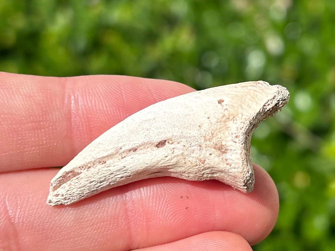 NICE Theropod Dinosaur Claw Fossil From Niger Dino Bones Kryptops ...