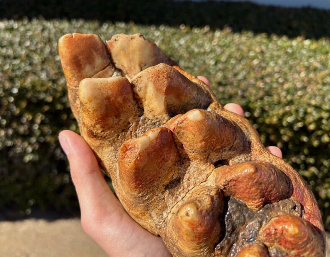 GORGEOUS Fossil Mastodon Tooth Florida Pleistocene Mammal Museum ...