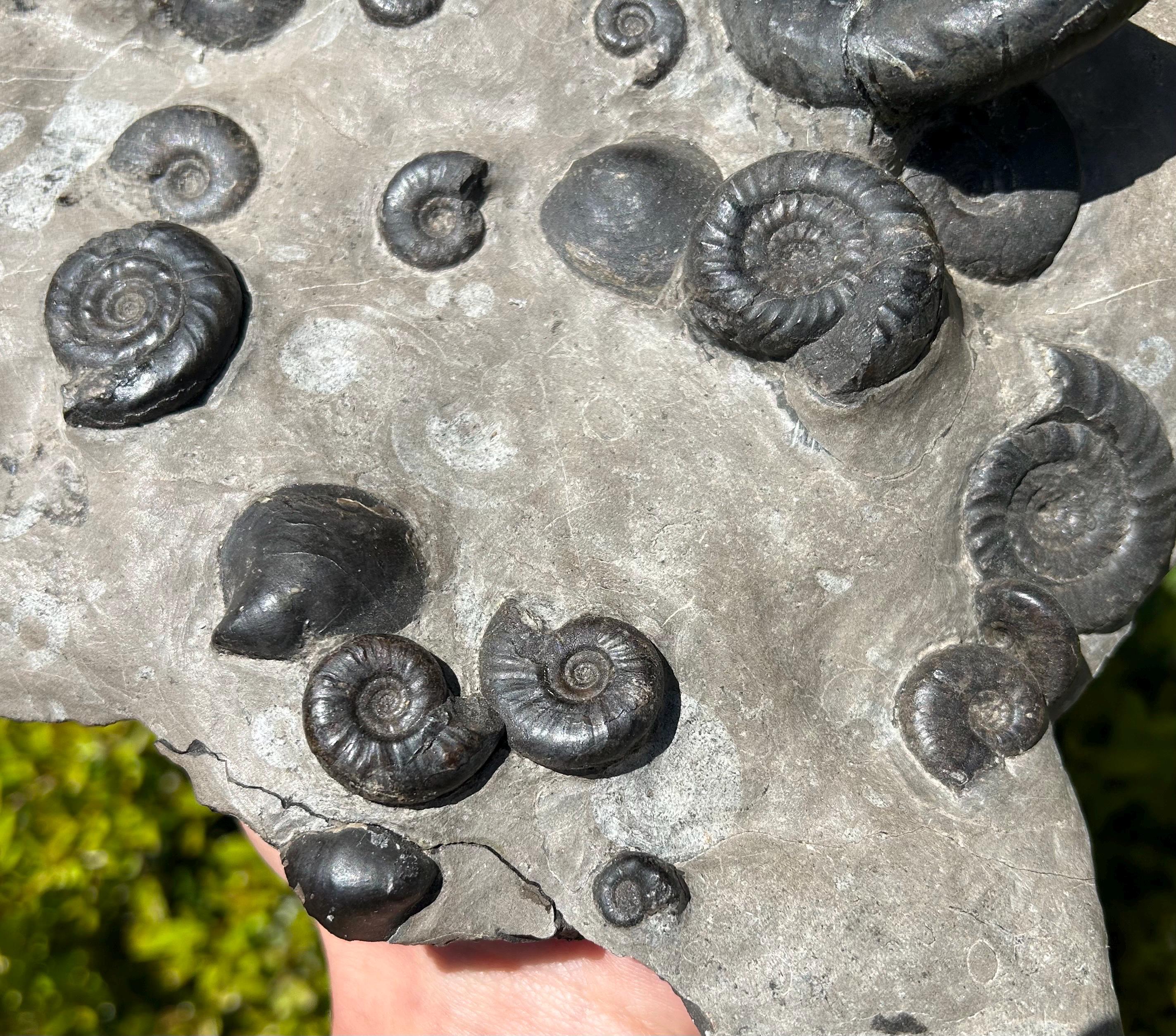 SUPERB Triassic Ammonite Fossils in Matrix Idaho Thayne Formation Multi ...