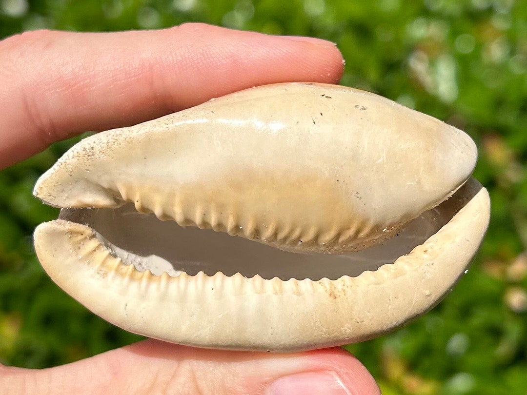 Florida Fossil Gastropod Akleistostoma Carolinensis 2.5” Cowrie Shell ...