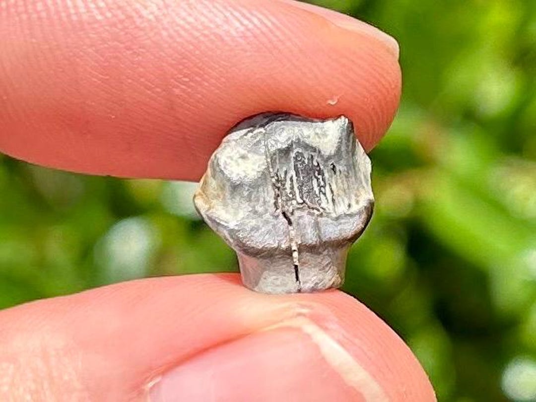 Ankylosaurus Tooth Fossil Dinosaur Judith River Formation Montana ...
