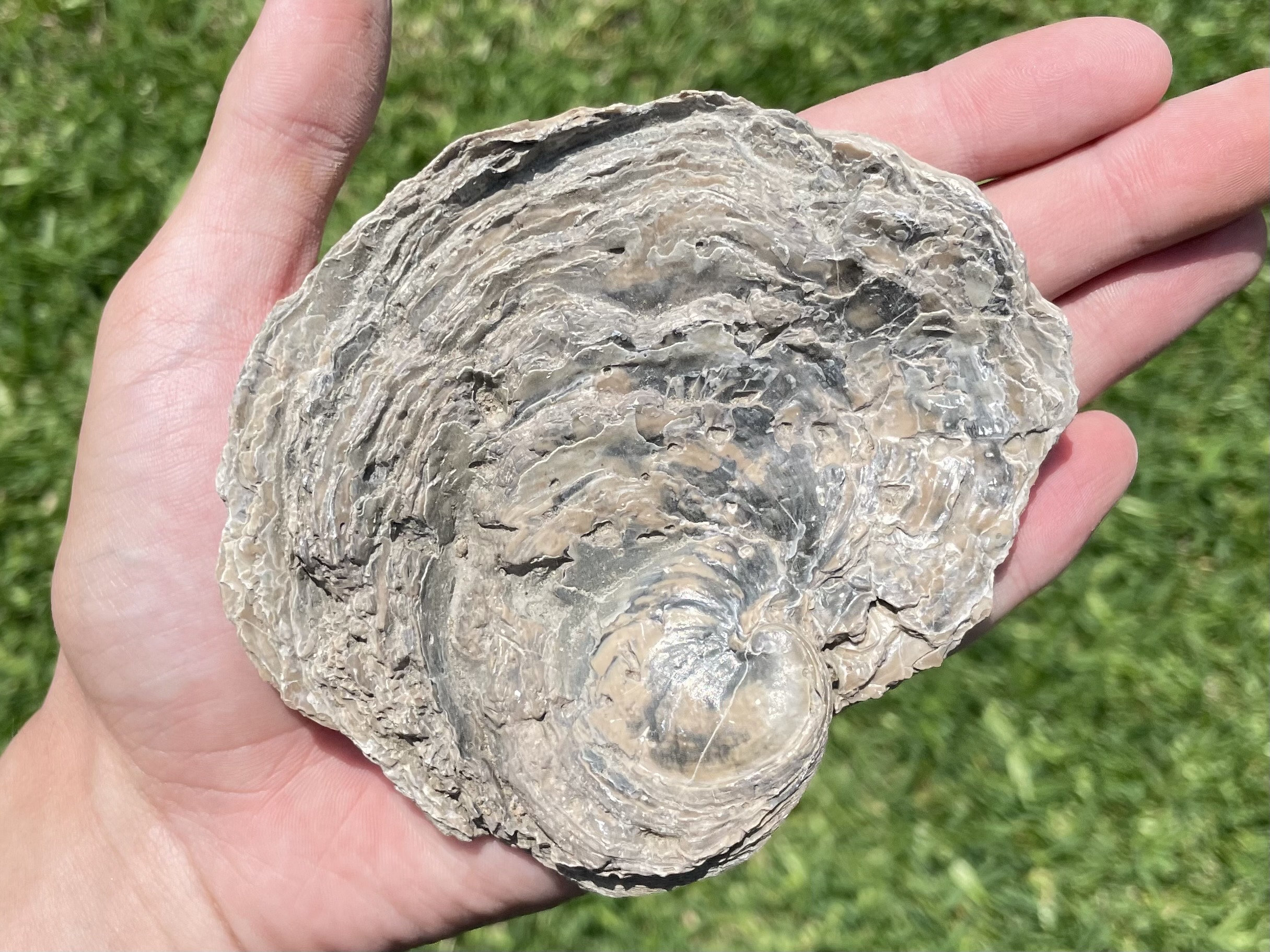 Texas Fossil Bivalve Exogyra Ponderosa BIG 4.2 Cretaceous - Etsy