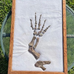 RARE Dimetrodon Leg and Foot MUSEUM QUALITY Fossil Dinosaur Permian ...