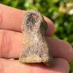 RARE Coelurus Toe Phalange Fossil Theropod Dinosaur Bones Morrison ...