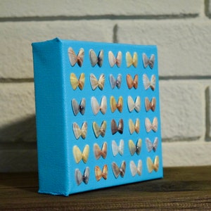 Coquina Shell Art on Mini Canvas - Etsy