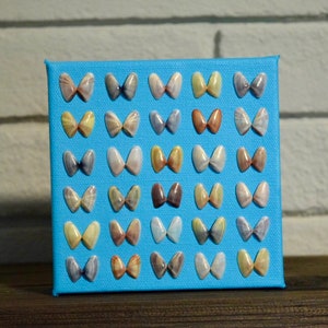 Coquina Shell Art on Mini Canvas - Etsy