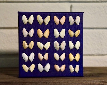 Coquina Shell Art on Mini Canvas - Etsy