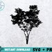 Realistic Tree SVG, Forest SVG, Tree Cricut, Tree Silhouette, SVG Cut ...