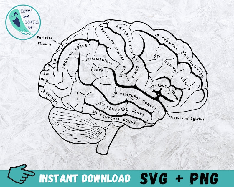 Brain SVG Human Brain Svg Brain Clipart Mind Svg Brain Svg - Etsy