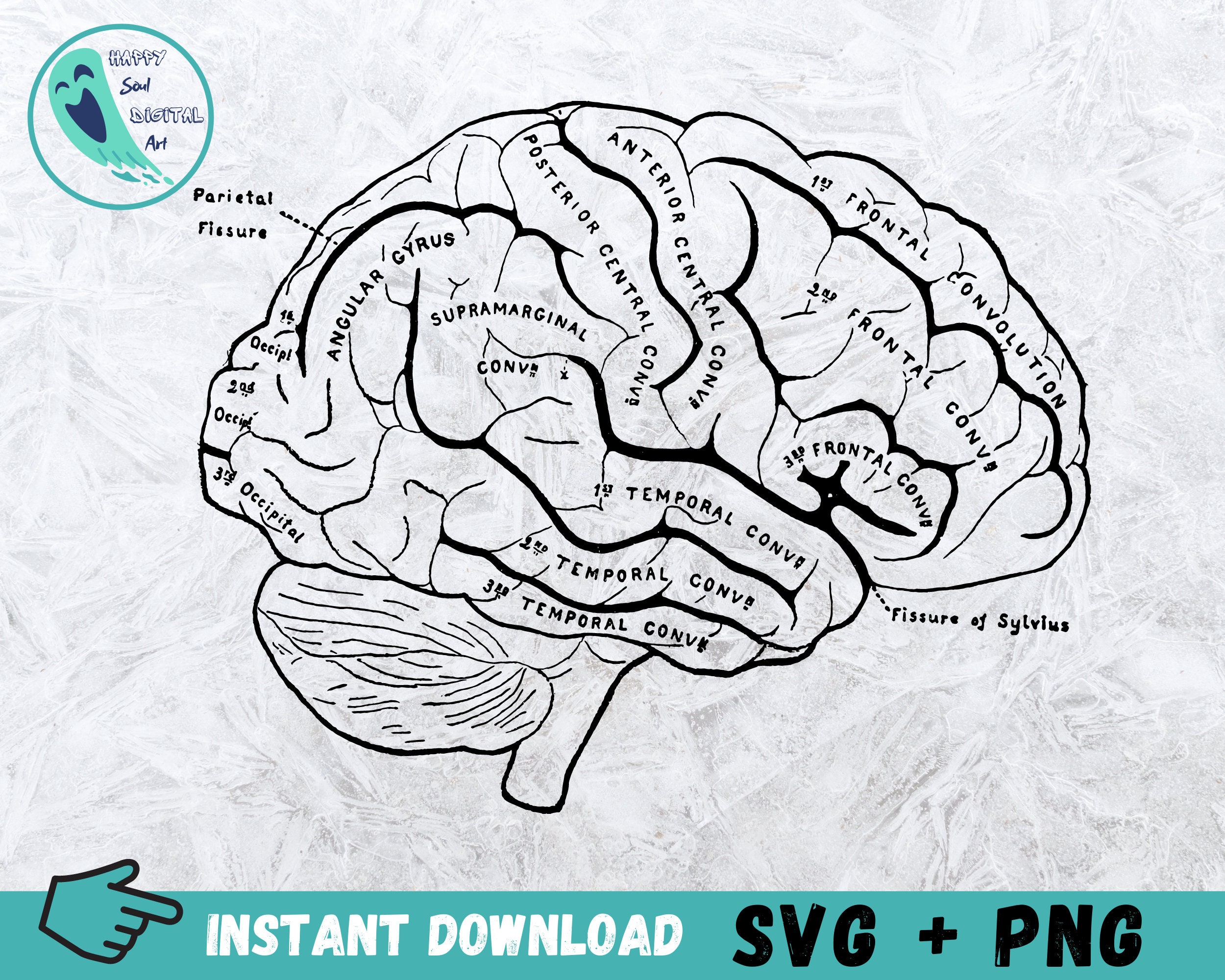 Brain SVG Human Brain Svg Brain Clipart Mind Svg Brain Svg - Etsy Canada