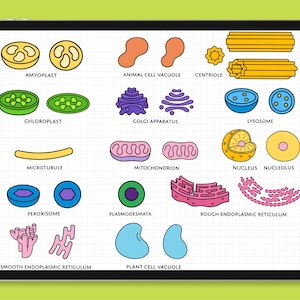 Cell Structure Digital Sticker Pack, Pre-cropped Cell Biology and ...