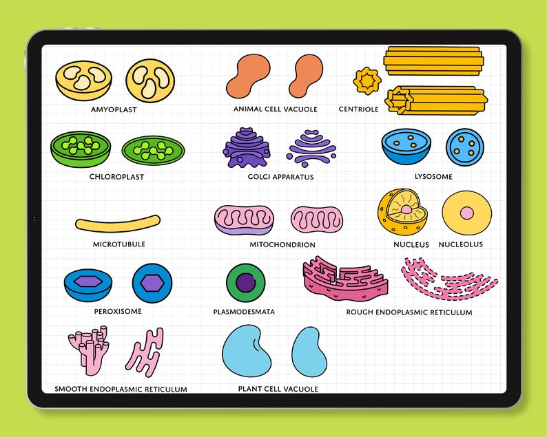 Cell Structure Digital Sticker Pack, Pre-cropped Cell Biology and ...