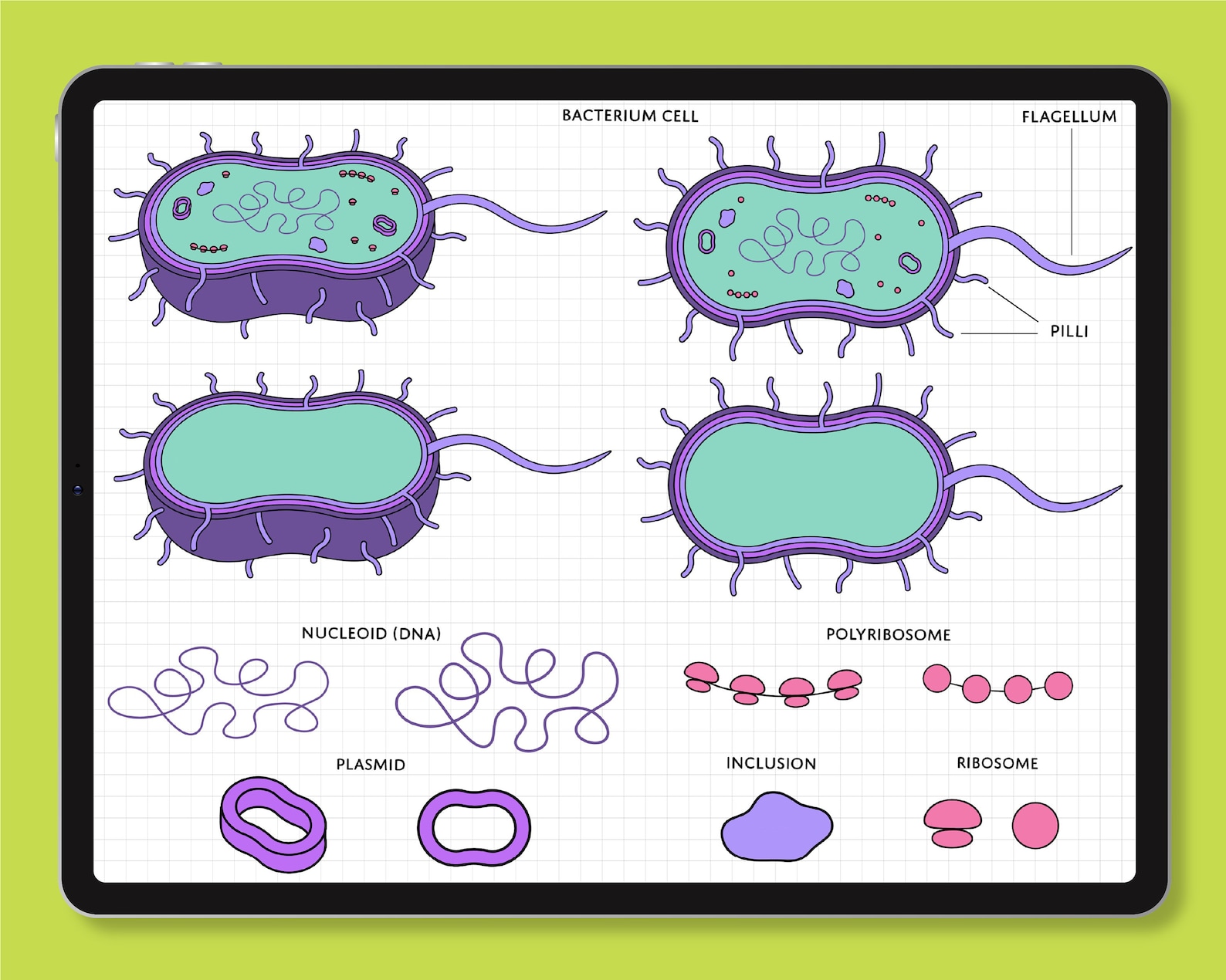 Cell Structure Digital Sticker Pack, Pre-cropped Cell Biology and ...