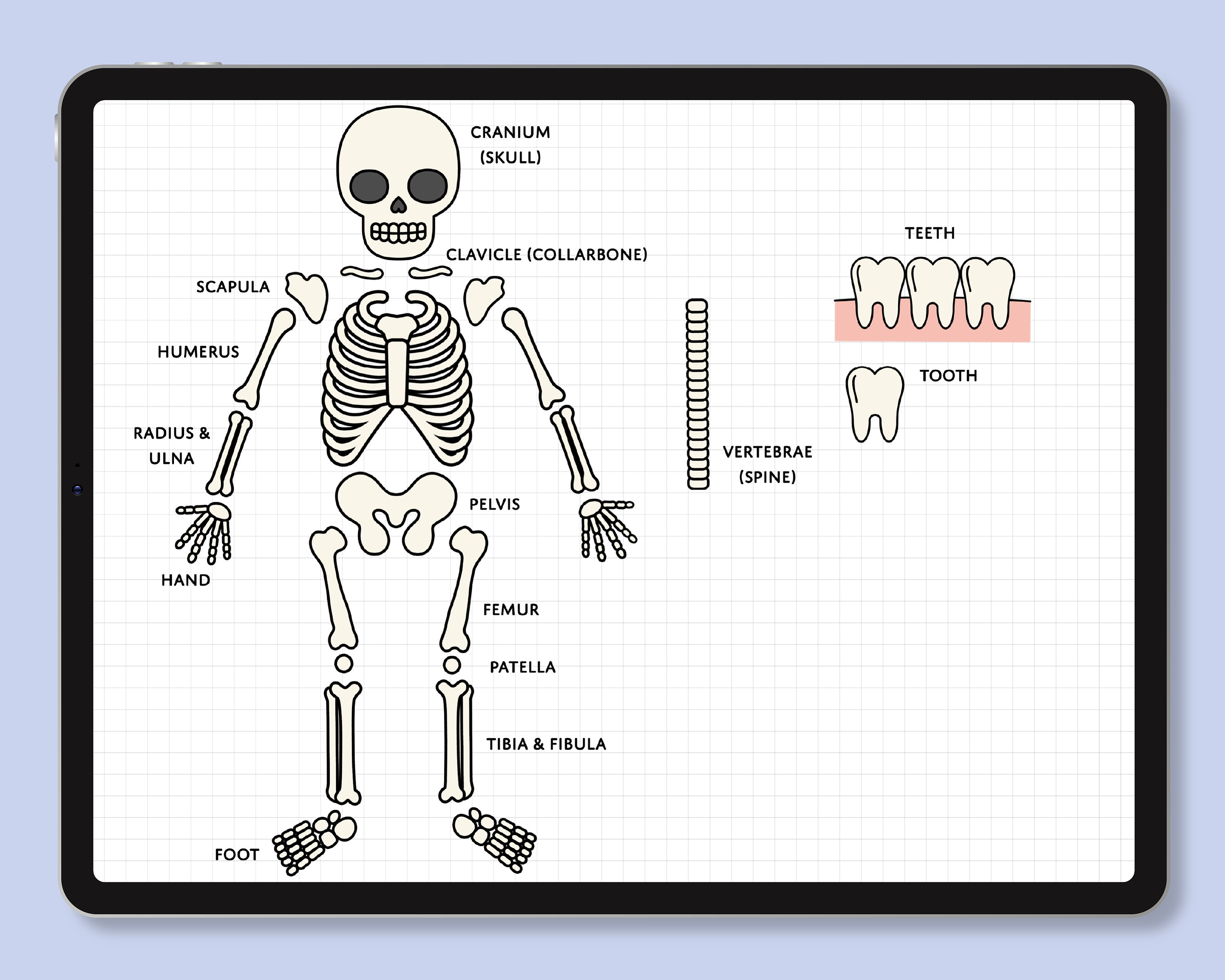 Anatomy Digital Sticker Pack, Pre-cropped Human Body Stickers, Internal ...