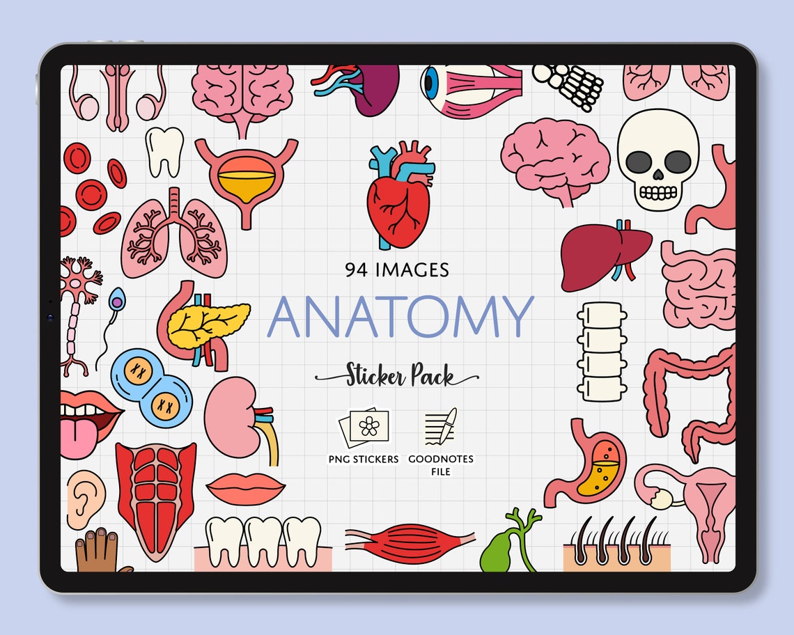 Anatomy Digital Sticker Pack, Pre-cropped Human Body Stickers, Internal ...