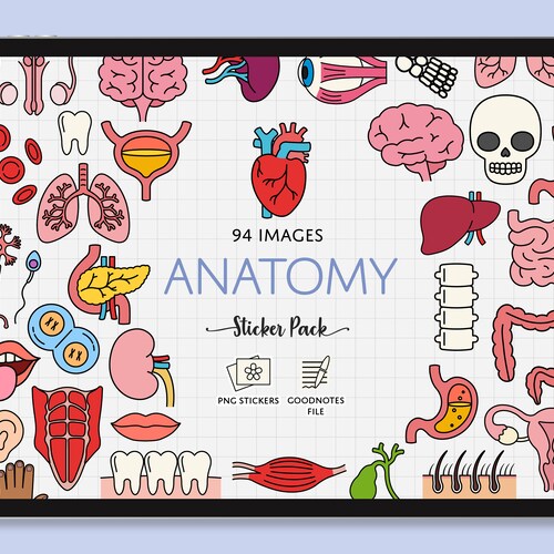 Anatomy Digital Sticker Pack Pre-cropped Human Body Stickers - Etsy