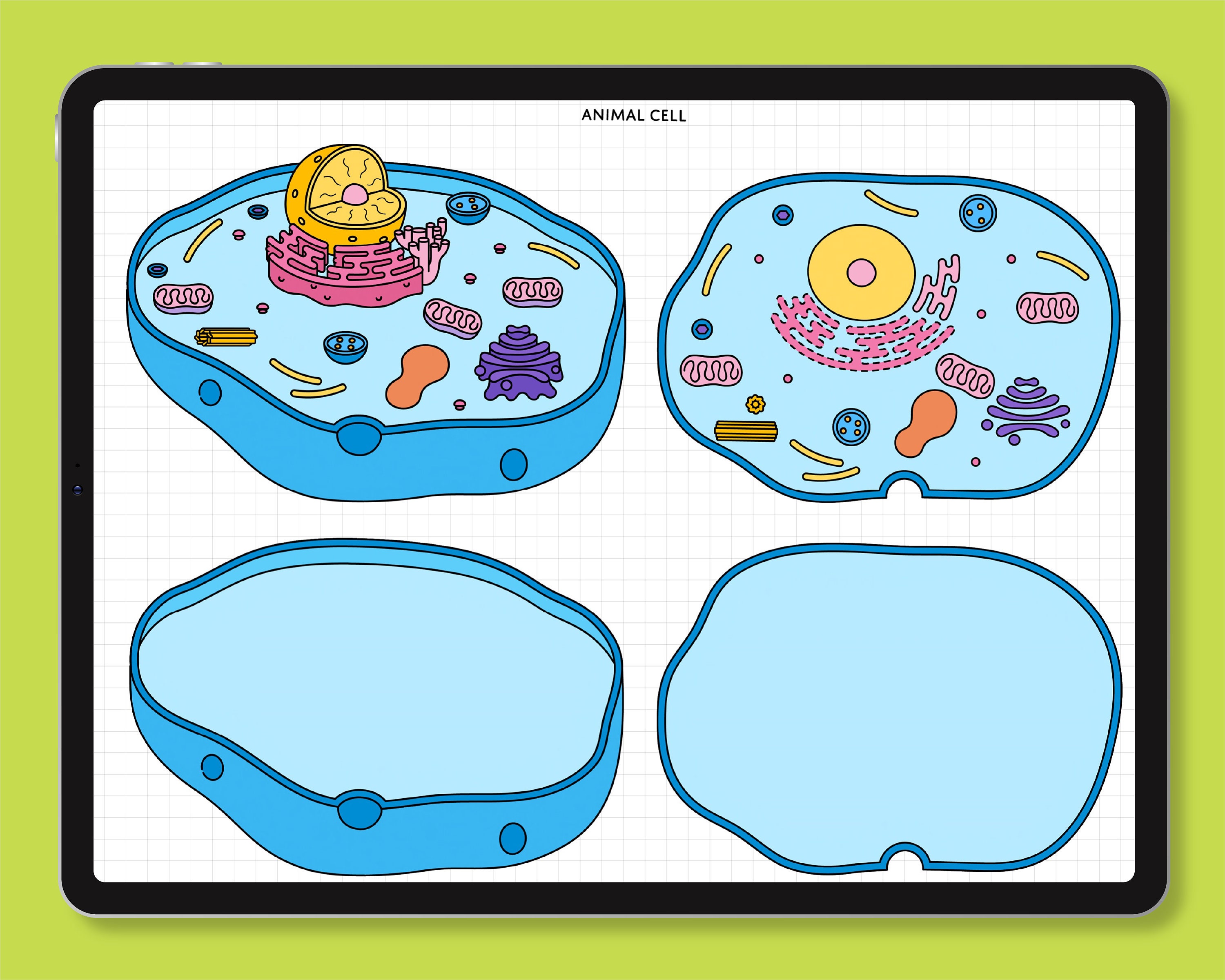 Animal Cell Unlabeled For Kids