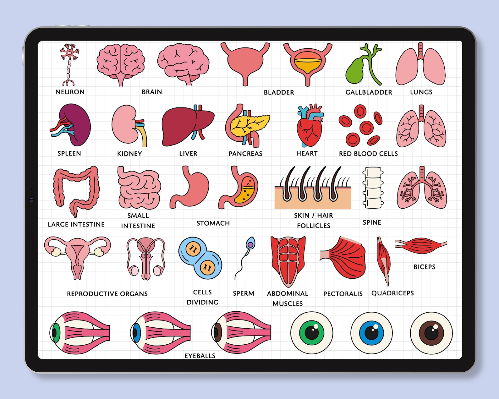 Anatomy Digital Sticker Pack, Pre-cropped Human Body Stickers, Internal ...