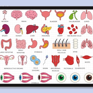 Anatomy Digital Sticker Pack, Pre-cropped Human Body Stickers, Internal ...