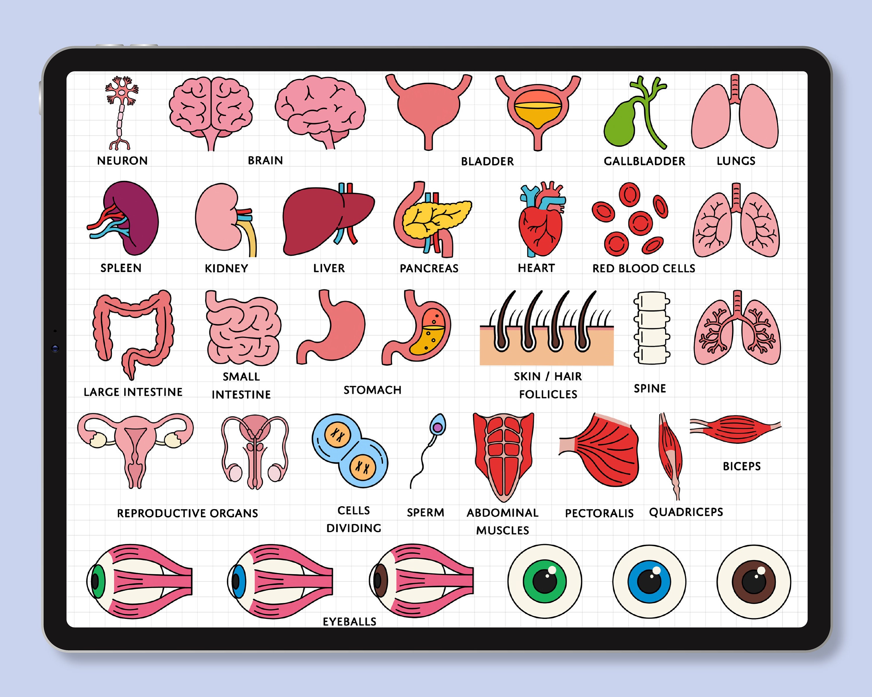 Anatomy Digital Sticker Pack, Pre-cropped Human Body Stickers, Internal ...
